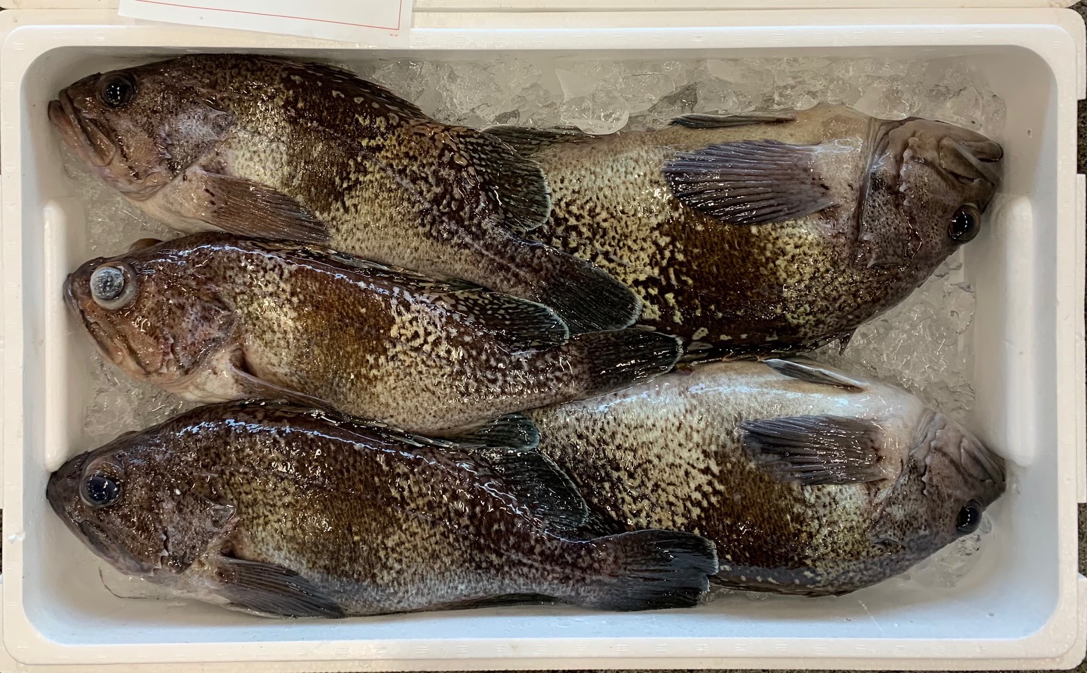 マゾイ | 函館水産物株式会社公式サイト